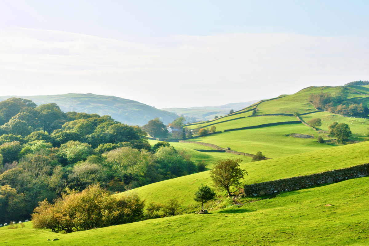 Vegetation management Archives - Onwave